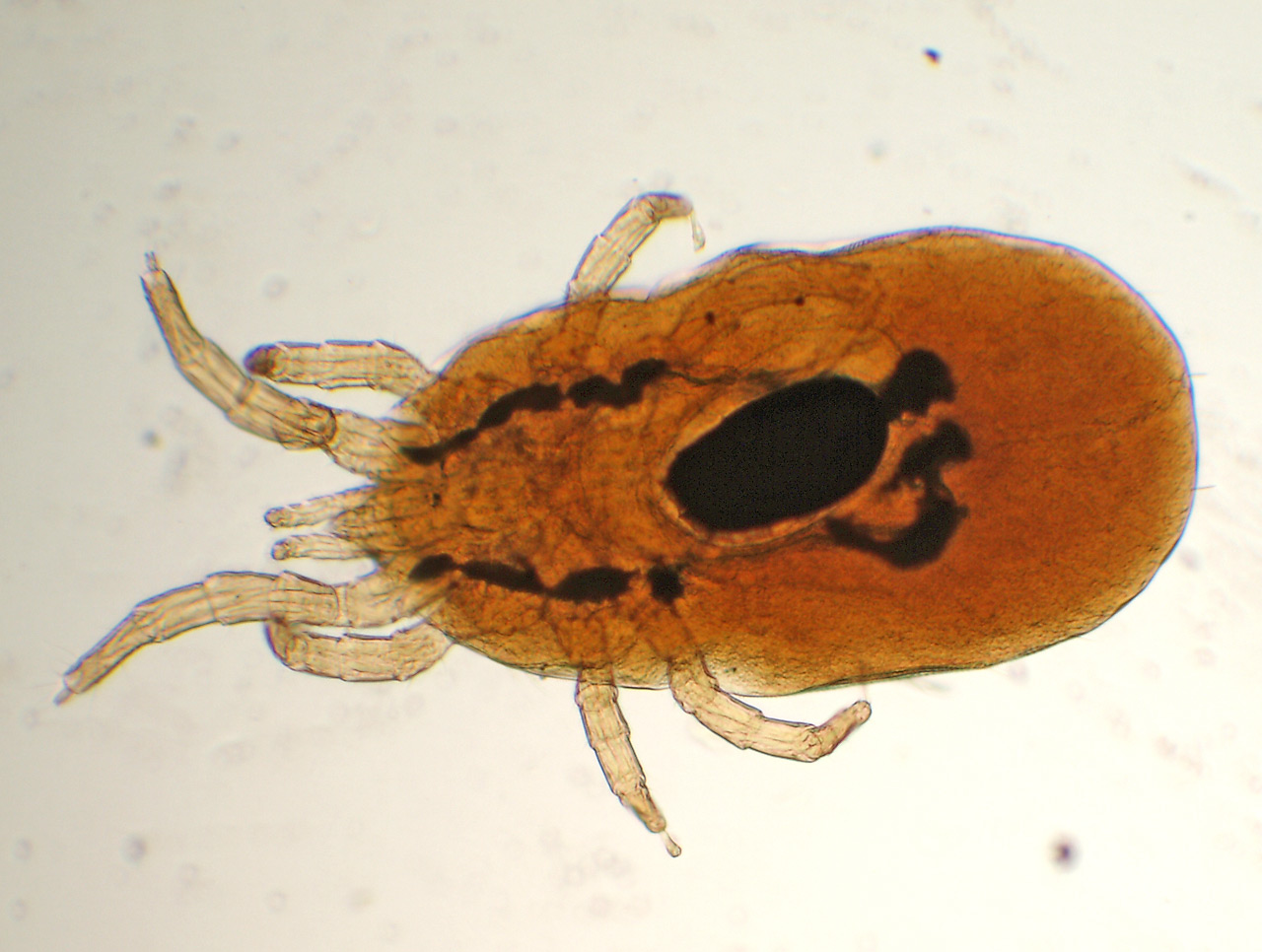 Bloedluis, varroa en roofmijt ⋆ Modderbaard