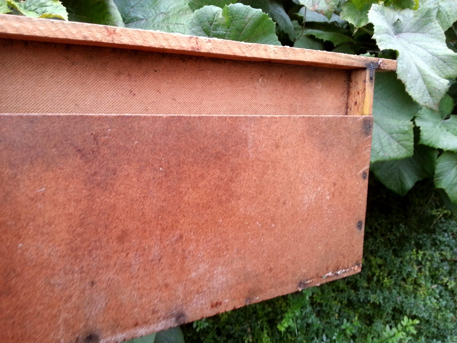 Roofmijt tegen varroa ⋆ Modderbaard