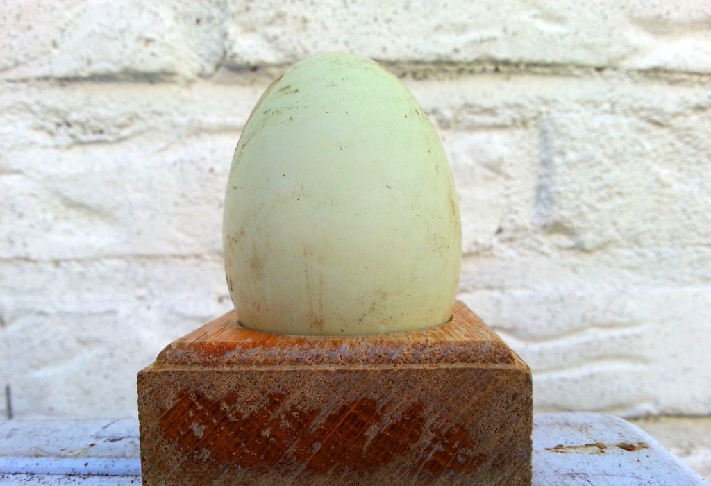 Eendeneieren proeven ⋆ Modderbaard