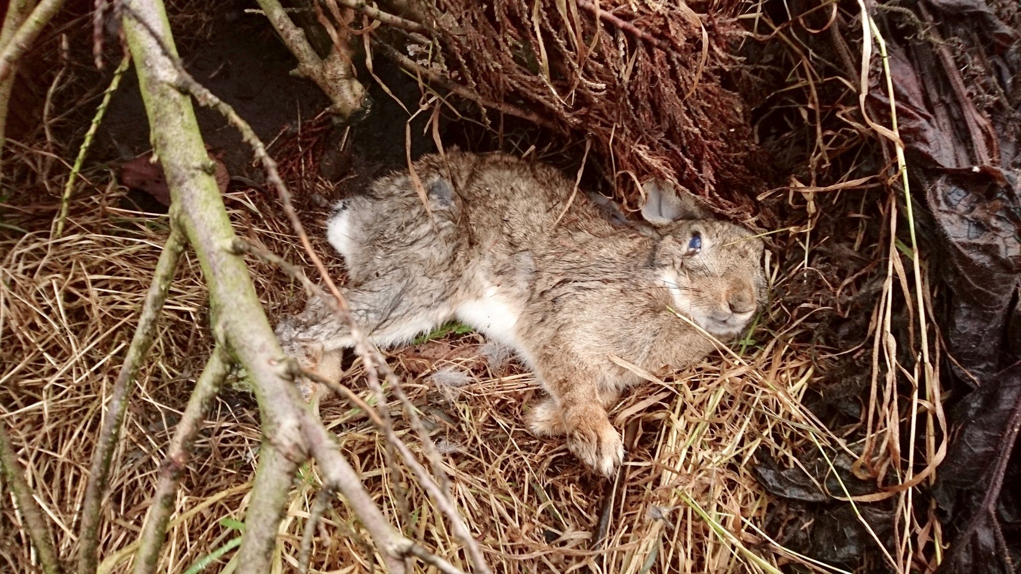 Flappie ⋆ Modderbaard